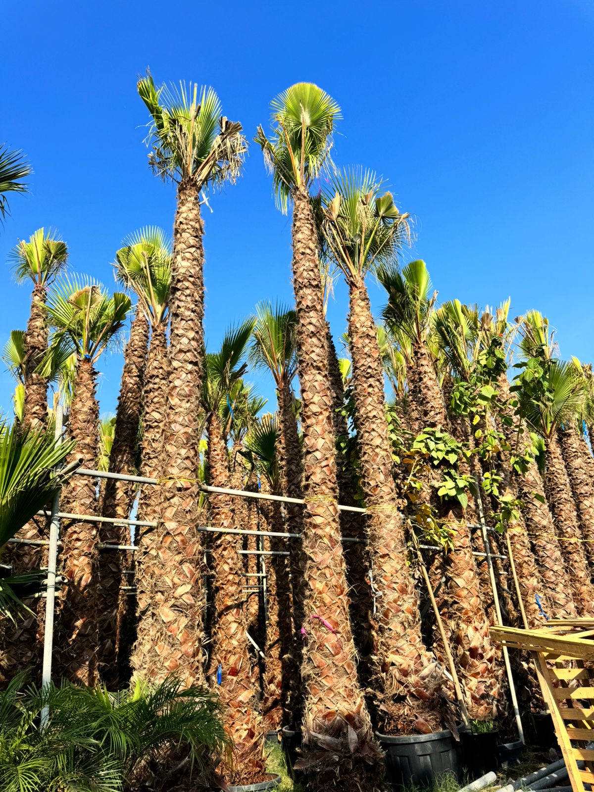 Spanish Washington palm Trees - Emirates Palm Trees