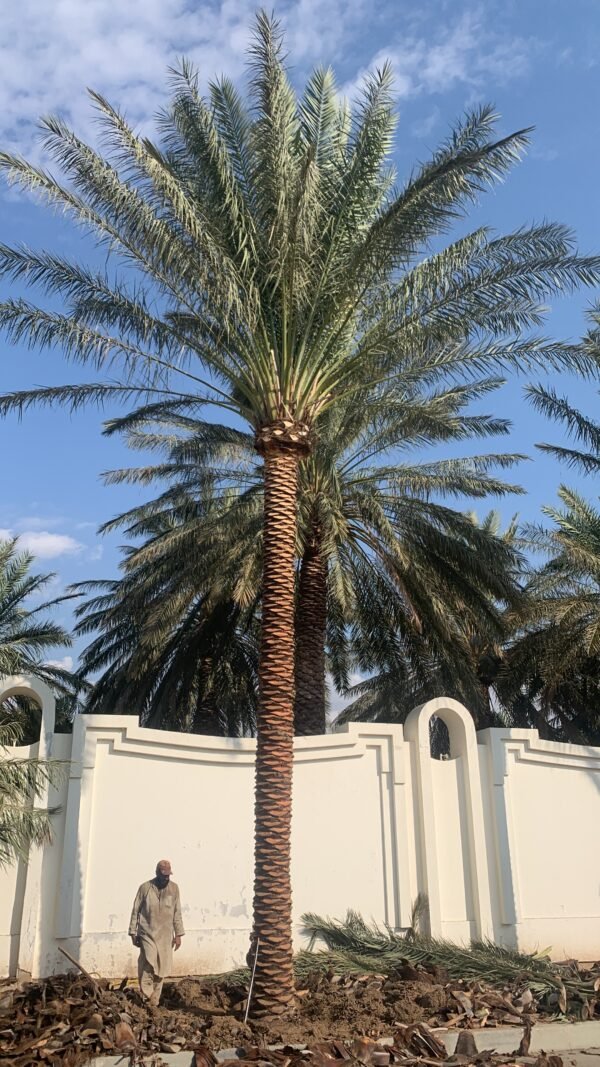 Phoenix Dactylifera “Date Palm” - Emirates Palm Trees