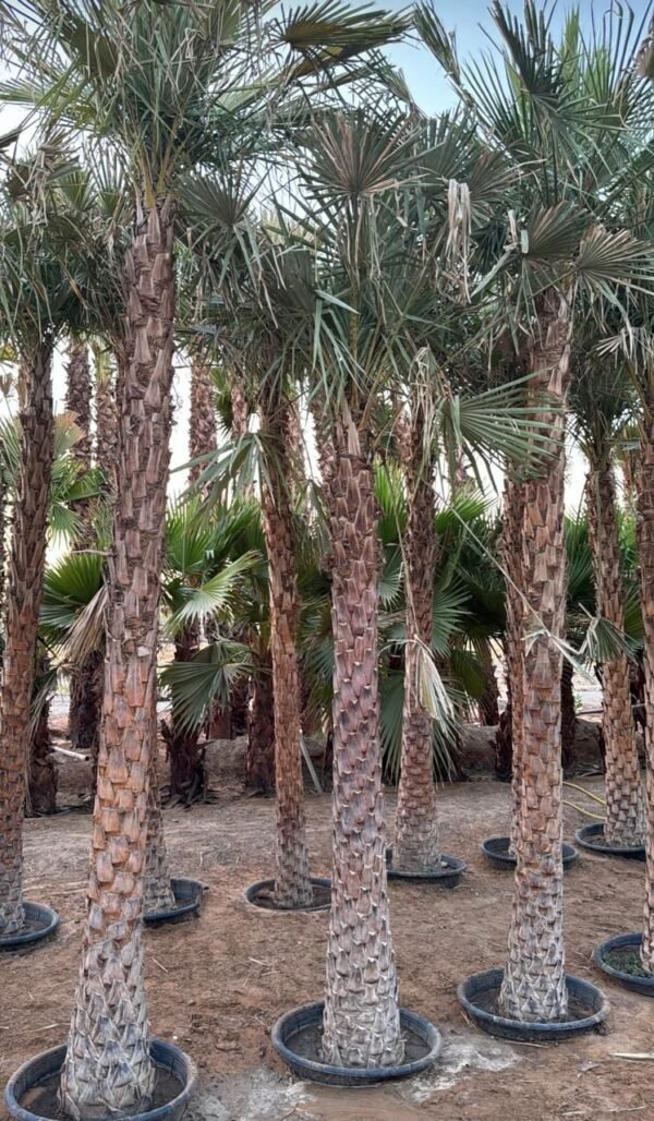 Wax Palm Tree - Emirates Palm Trees
